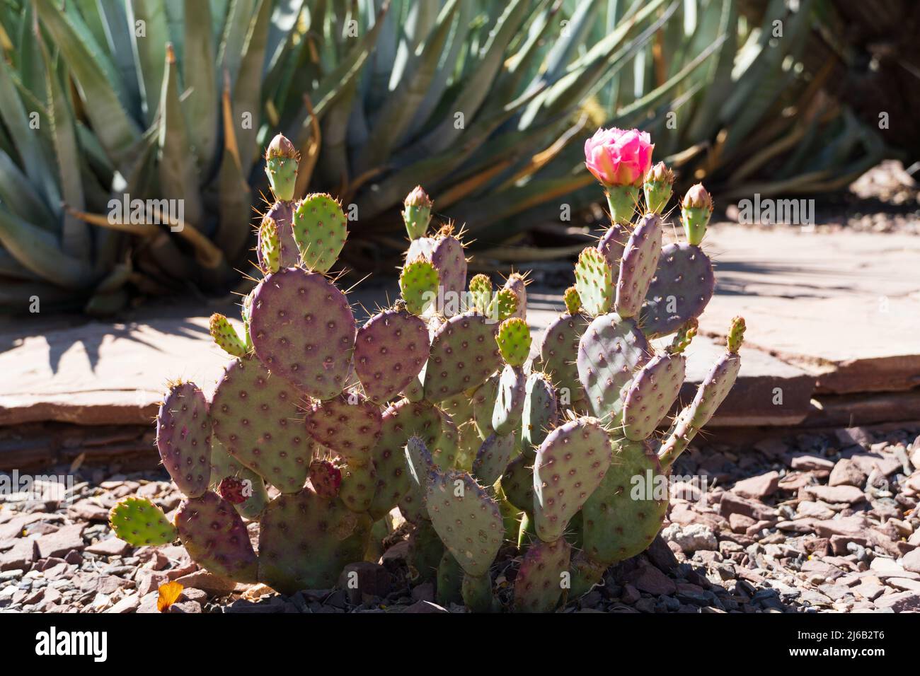 Cactus blooming on a spring day in the southwestern deserts of Phoenix ...
