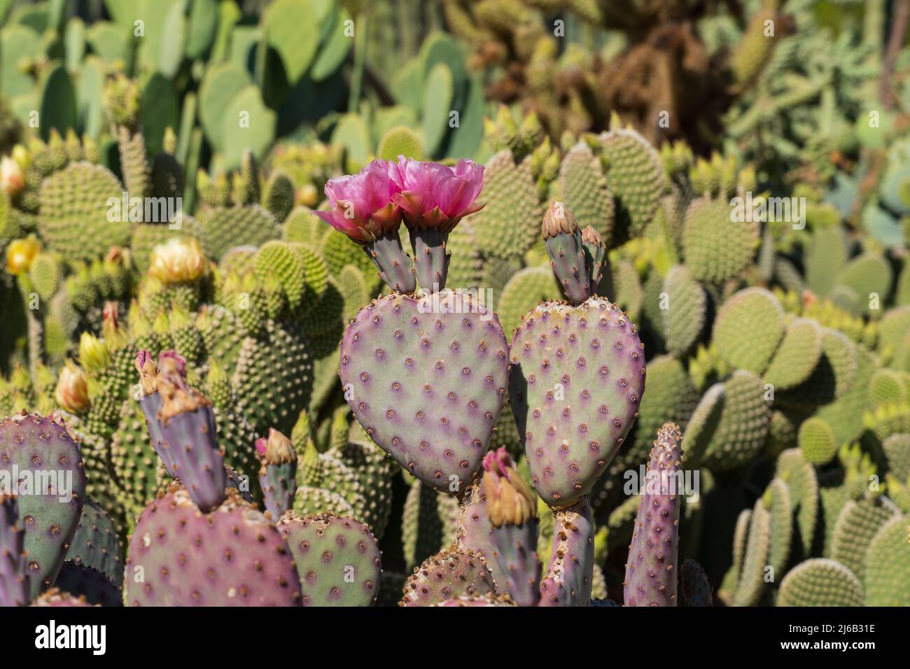 Cactus blooming on a spring day in the southwestern deserts of Phoenix ...