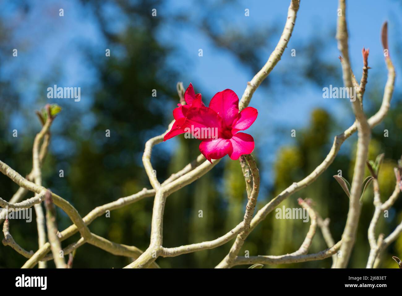 Flower blooming on a spring day in the southwestern deserts of Phoenix ...