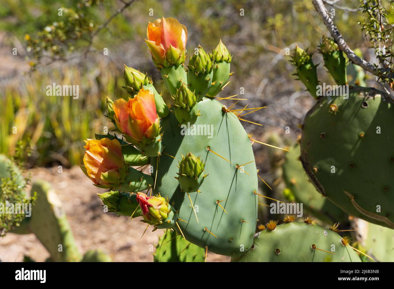 Cactus blooming on a spring day in the southwestern deserts of Phoenix ...
