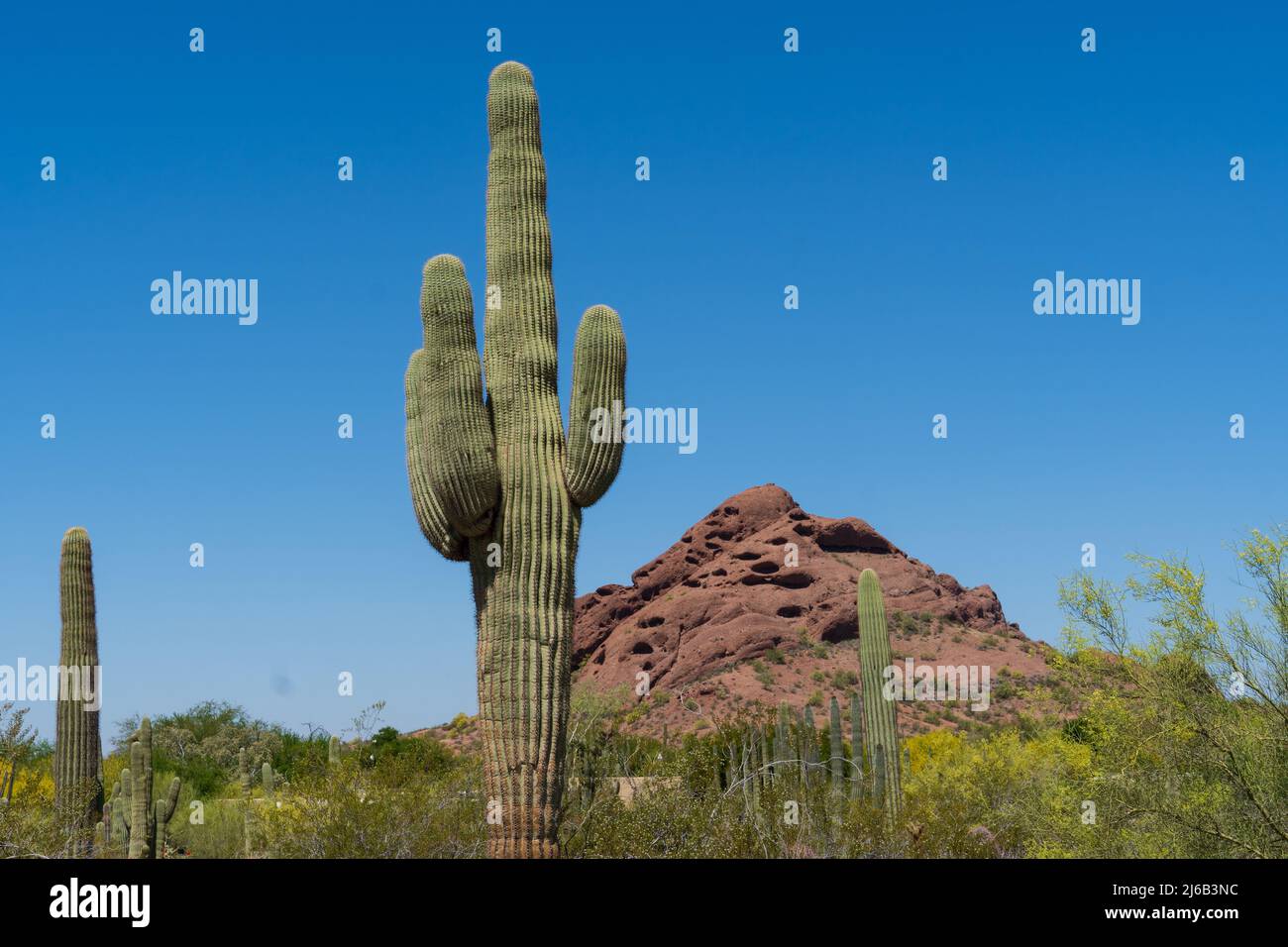 Saguaro Cactus on a summer day in the southwestern deserts of Phoenix ...