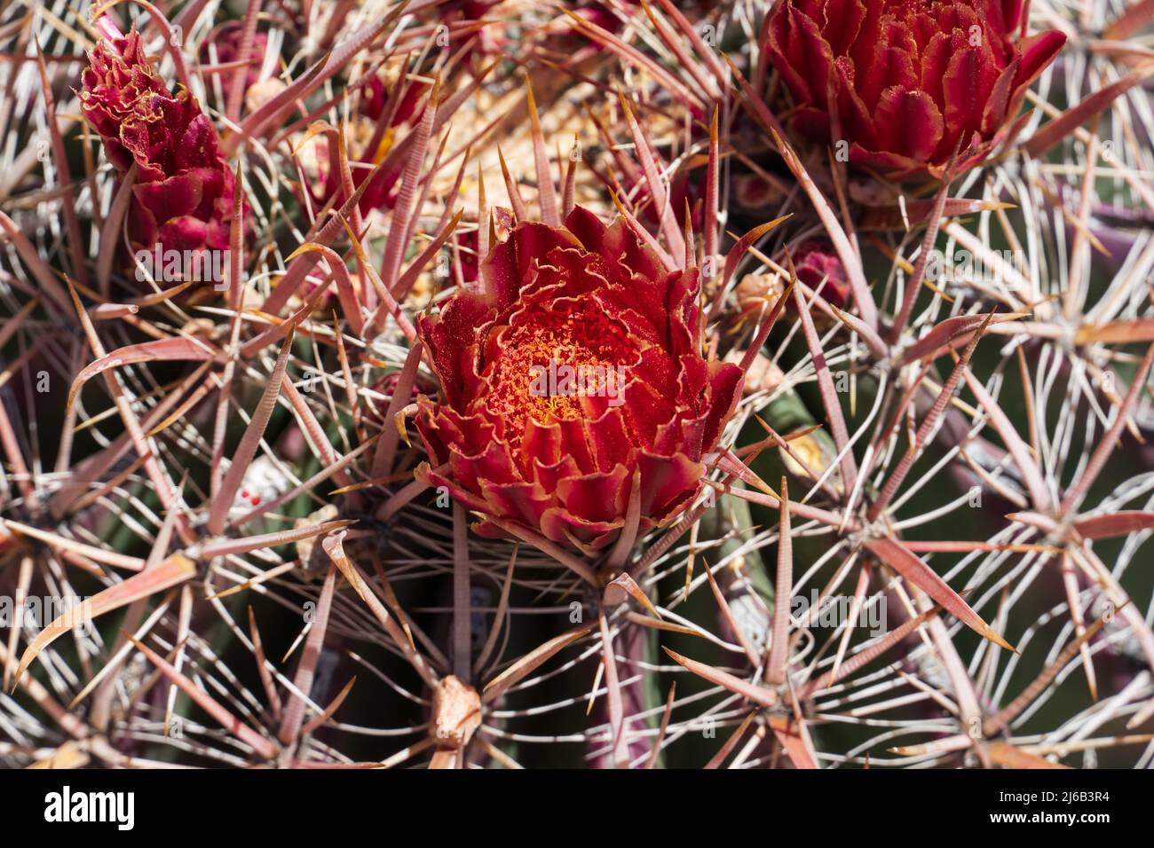 Cactus blooming on a spring day in the southwestern deserts of Phoenix ...