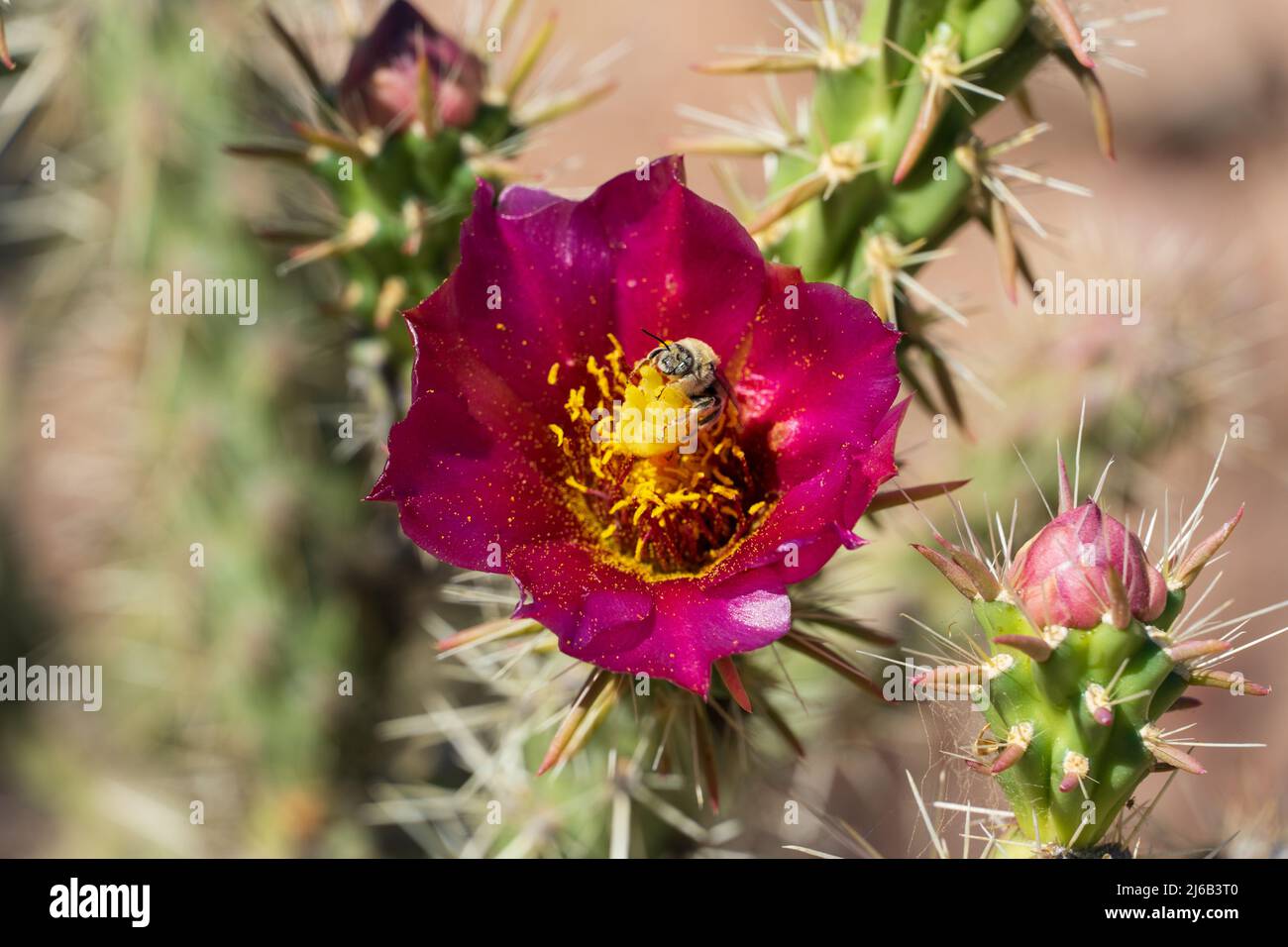 A white rose blooming on a spring day in the southwestern deserts of ...