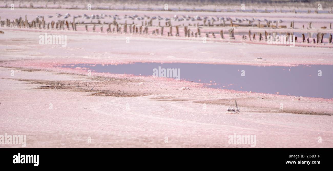 Pink salt crystals. Natural pink salt lake texture. Salt mining ...