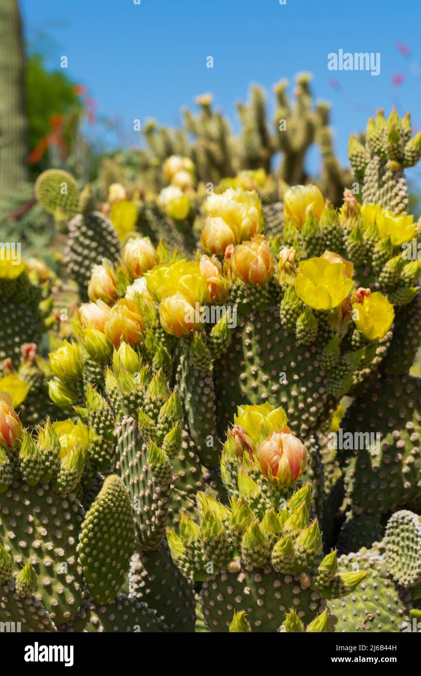 Cactus blooming on a spring day in the southwestern deserts of Phoenix ...