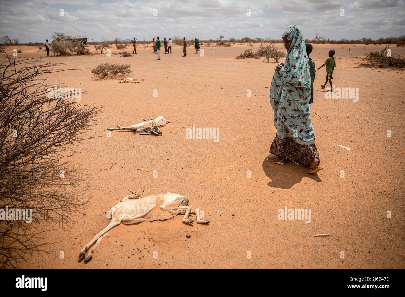 A child displaced by drought walks past the rotting carcasses of goats ...