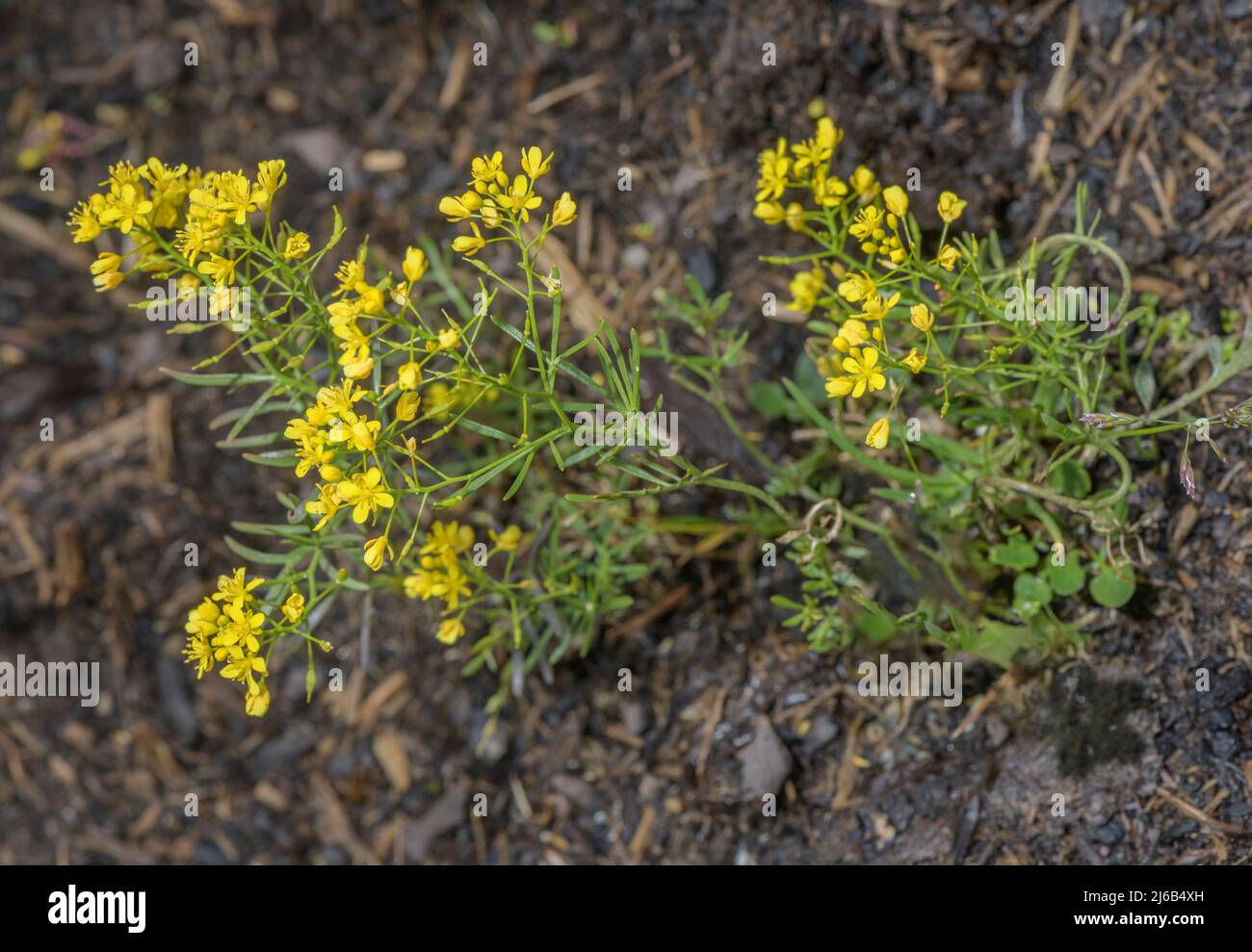 Rorippa pyrenaica hi-res stock photography and images - Alamy