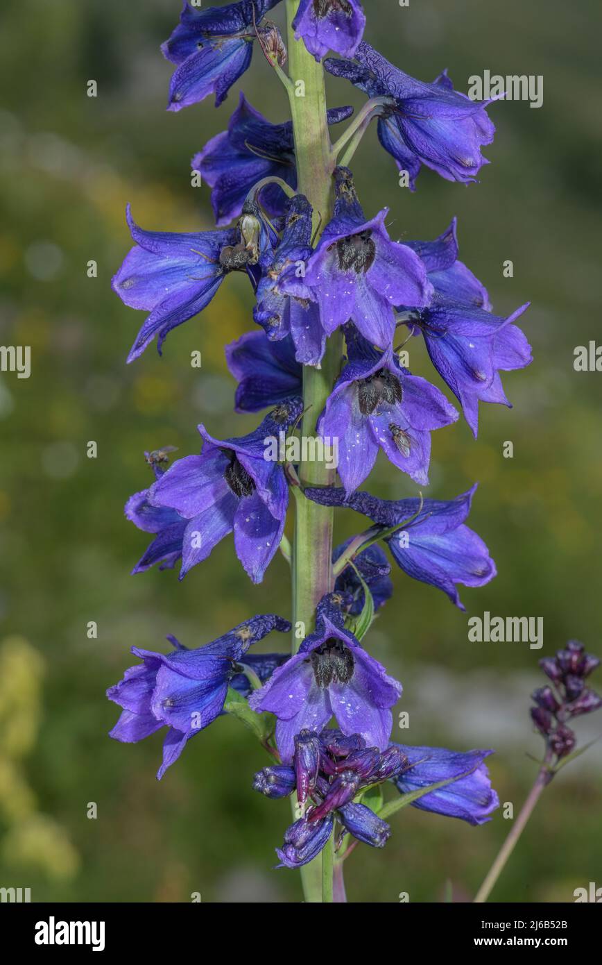 Candle larkspur delphinium elatum hi-res stock photography and images ...