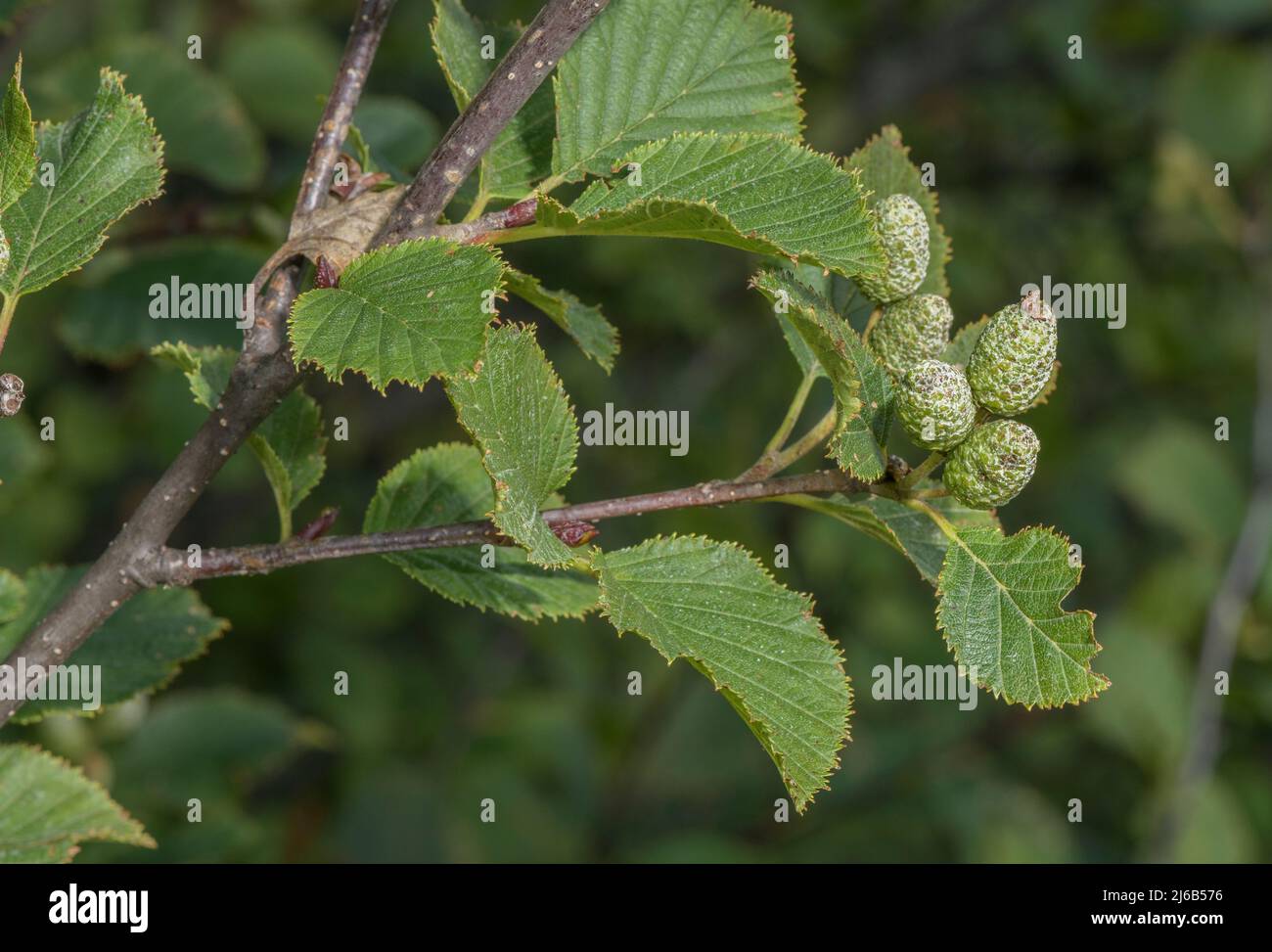 Female cones of Green alder, Alnus alnobetula in the Swiss Alps Stock ...