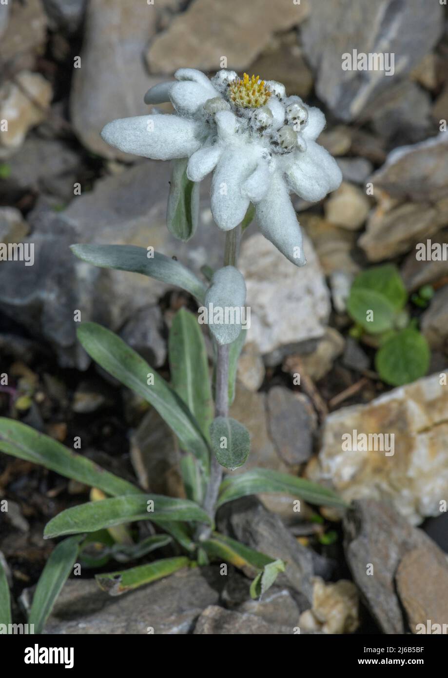 Edelweiss, Leontopodium nivale, in flower in the Alps Stock Photo - Alamy