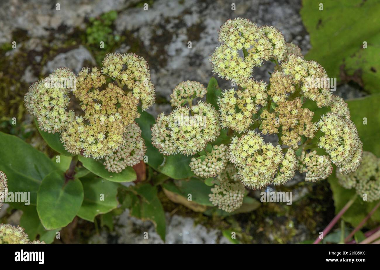 Craft Supplies & Tools Floral & Garden Crafts Other Greenery Sedum 100 ...