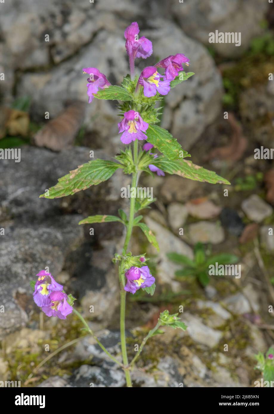 Ladanum hi-res stock photography and images - Alamy