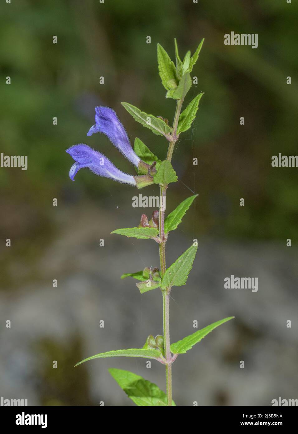Hooded skullcap scutellaria galericulata hi-res stock photography and ...