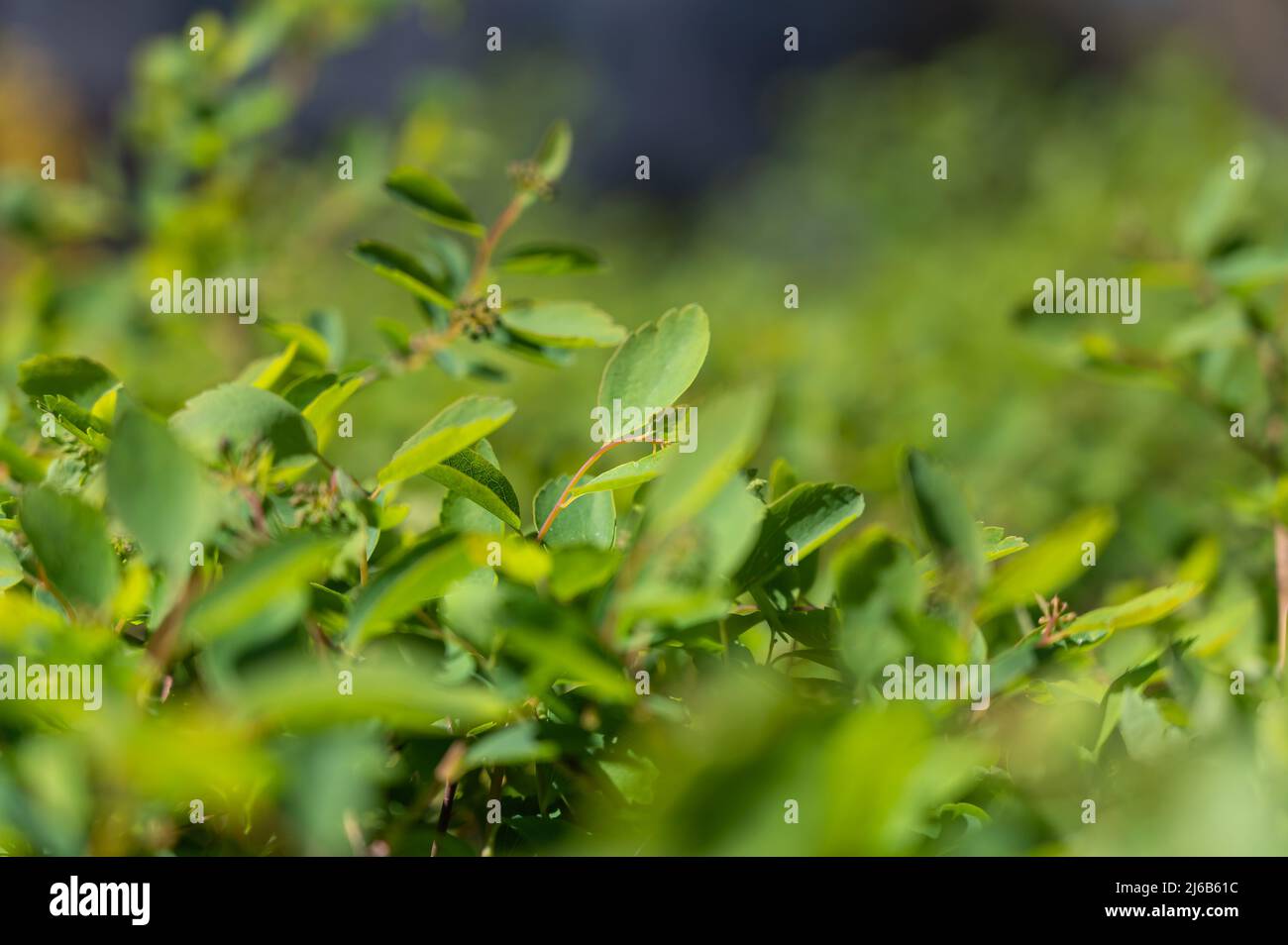 Spring shoots of the boxwood bush. Thin branches with new green leaves ...