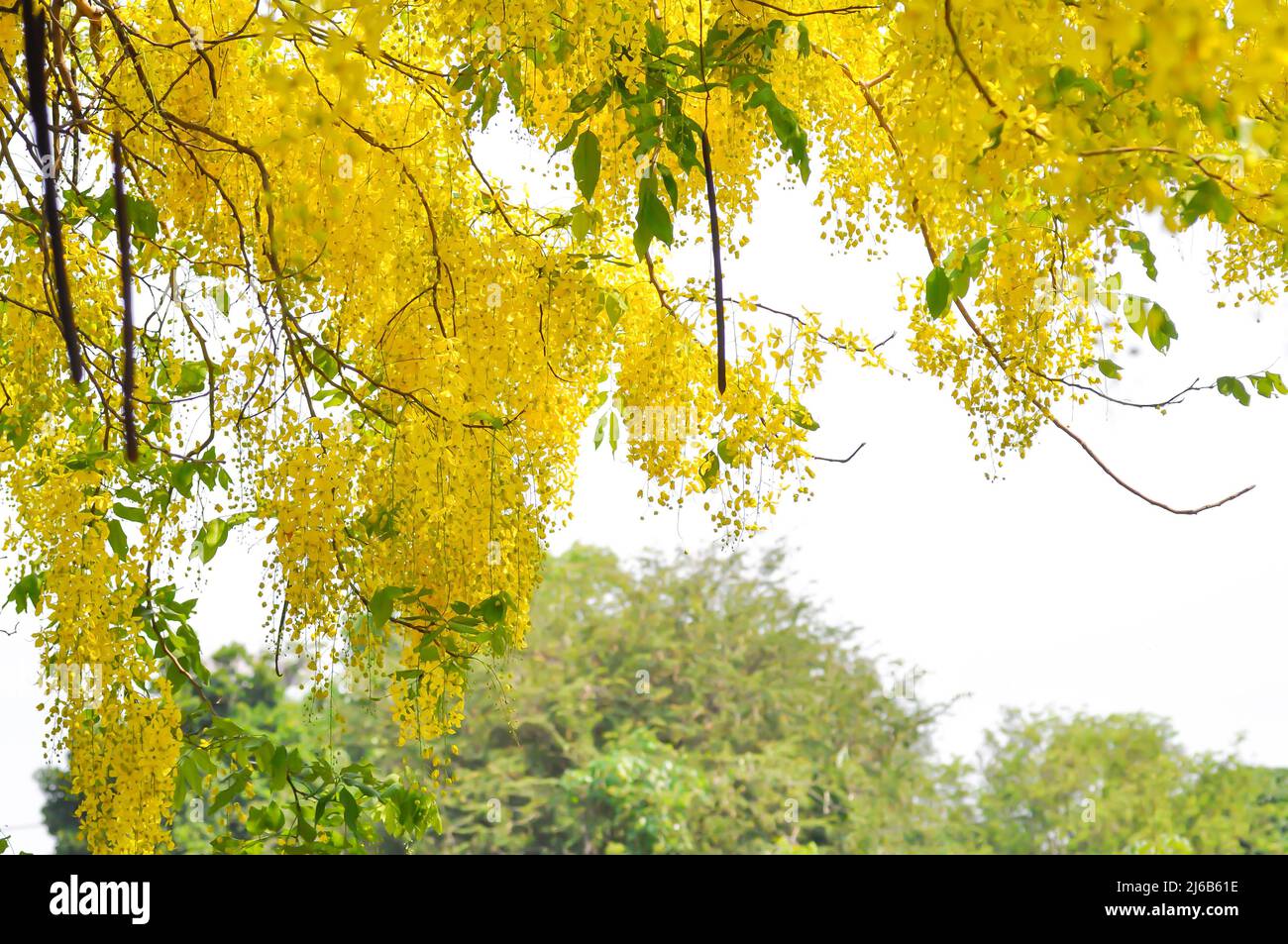Cassia fistula ,LEGUMINOSAE CAESALPINIOIDEAE or Pudding Pine or Indian Laburnum or Golden Shower ...