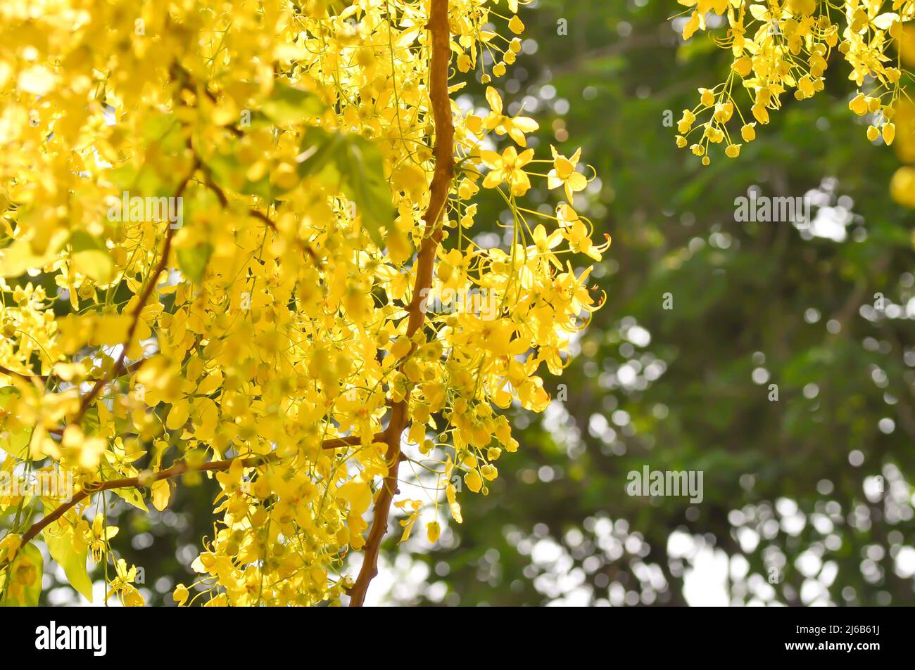 Cassia fistula ,LEGUMINOSAE CAESALPINIOIDEAE or Pudding Pine or Indian Laburnum or Golden Shower ...