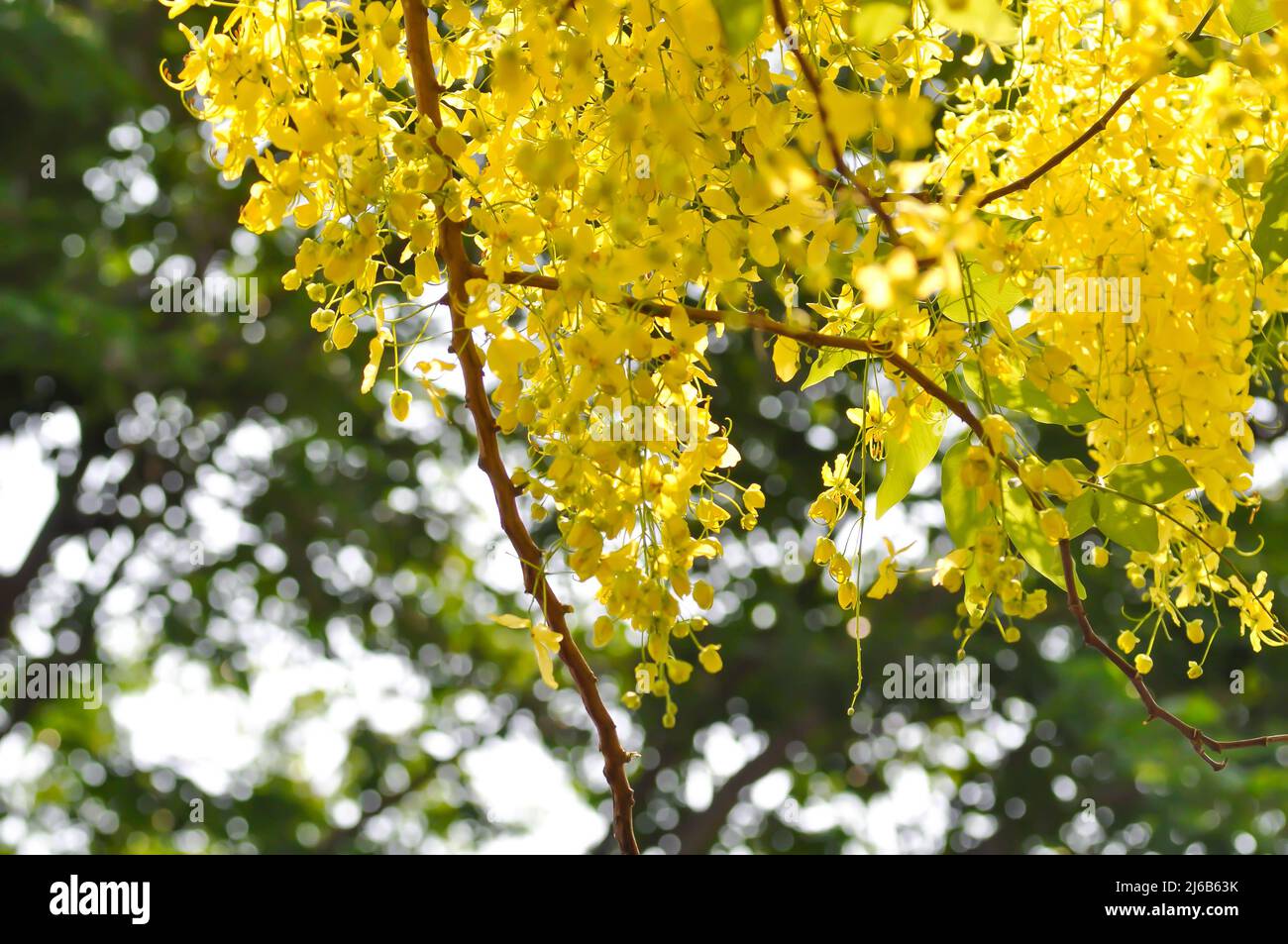 Cassia fistula ,LEGUMINOSAE CAESALPINIOIDEAE or Pudding Pine or Indian Laburnum or Golden Shower ...