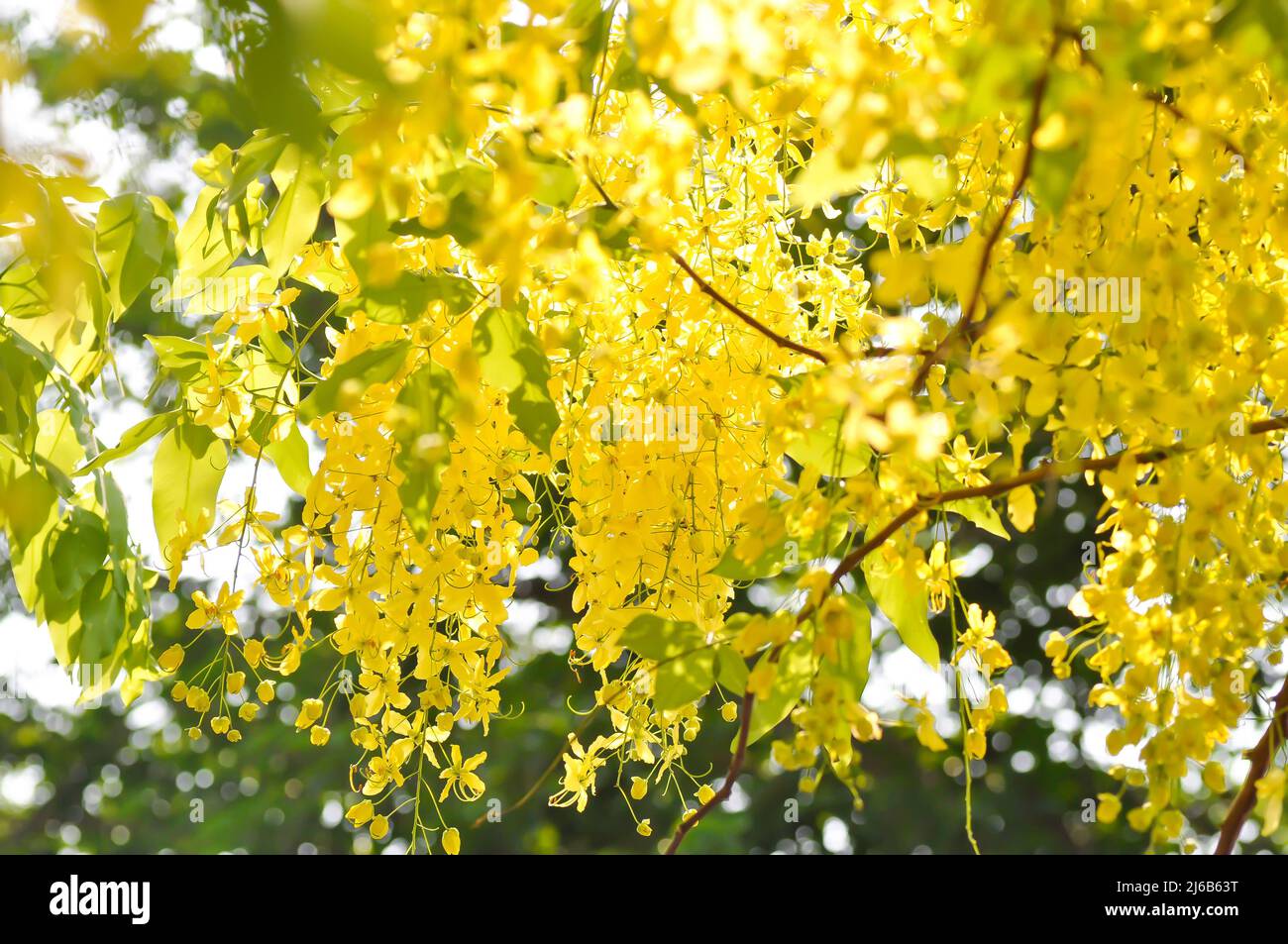 Cassia Fistula Leguminosae Caesalpinioideae Or Pudding Pine Or Indian