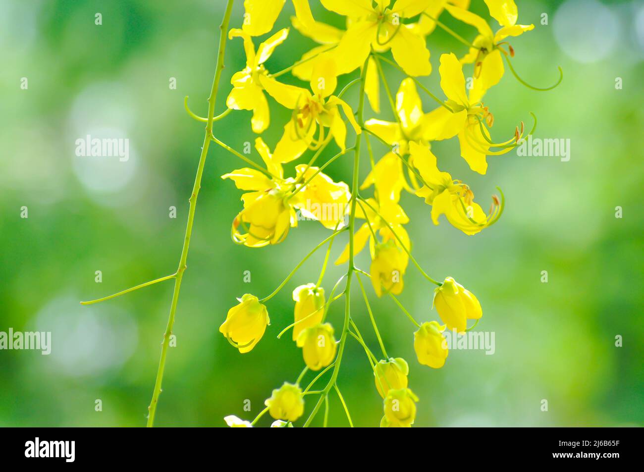 Cassia fistula ,LEGUMINOSAE CAESALPINIOIDEAE or Pudding Pine or Indian ...