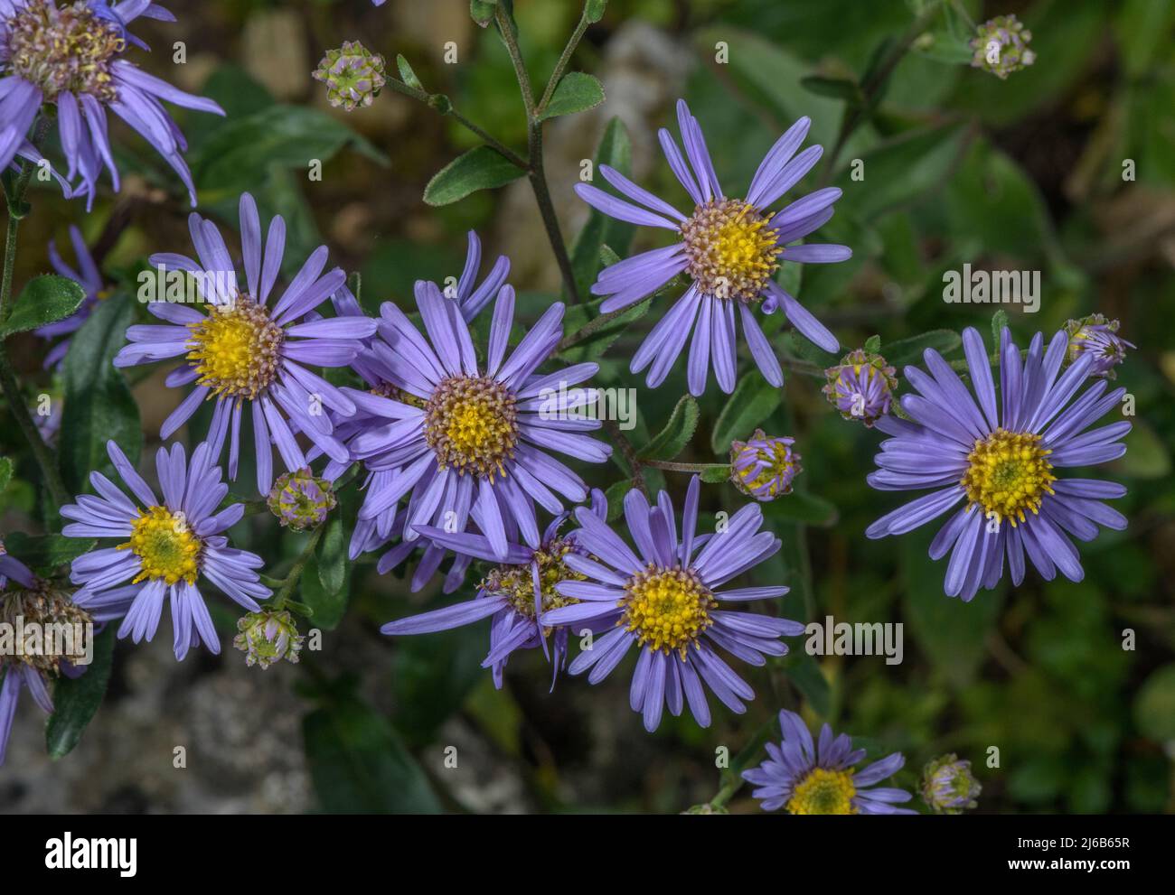 European Michaelmas daisy, Aster amellus, in flower in the Swiss Alps ...