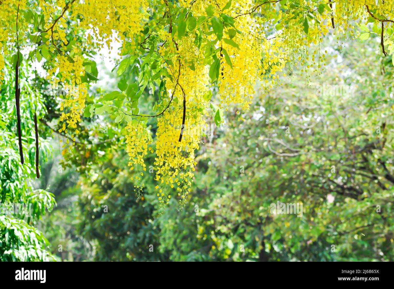 Cassia fistula ,LEGUMINOSAE CAESALPINIOIDEAE or Pudding Pine or Indian ...