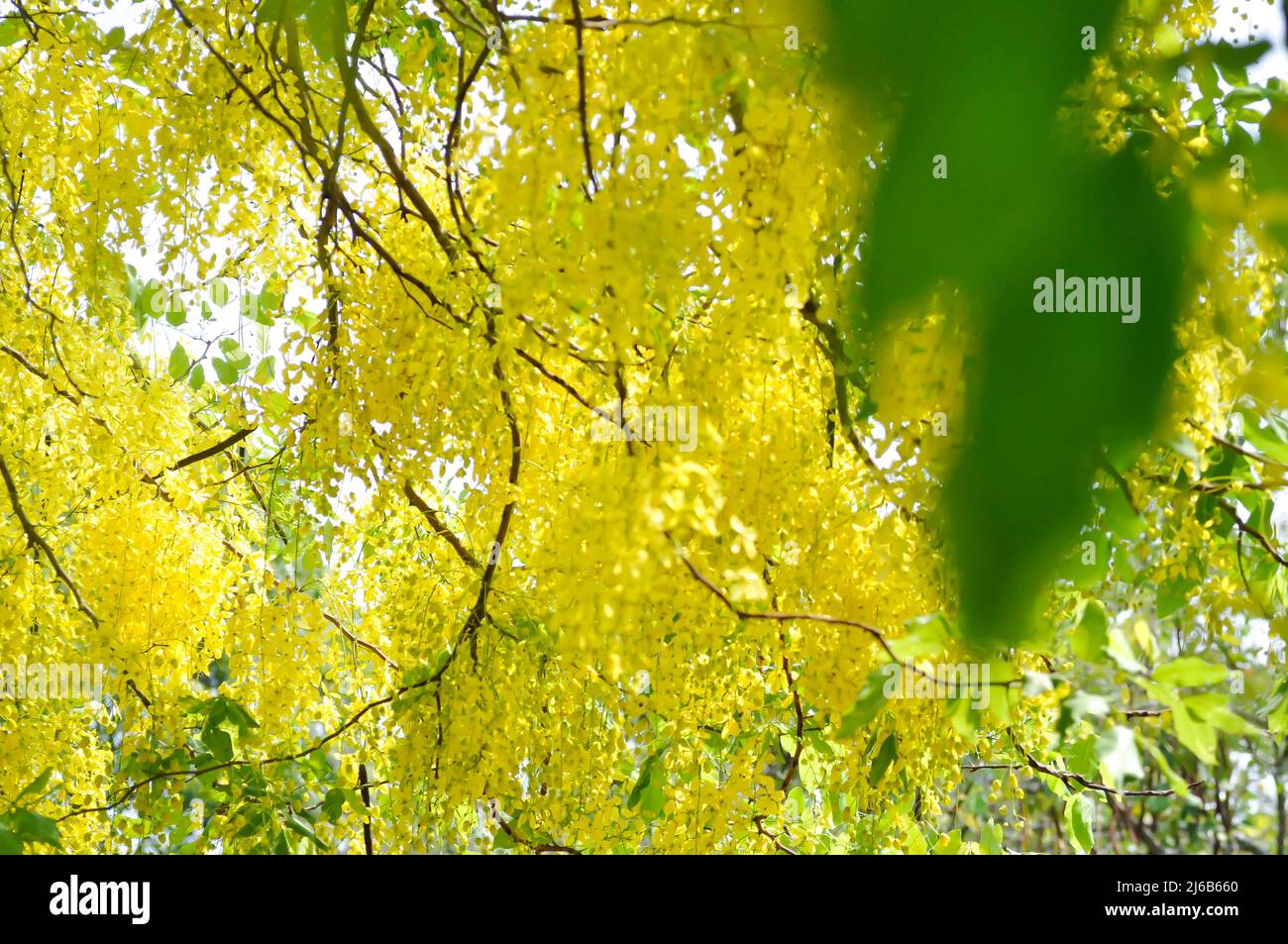 Cassia fistula ,LEGUMINOSAE CAESALPINIOIDEAE or Pudding Pine or Indian Laburnum or Golden Shower ...