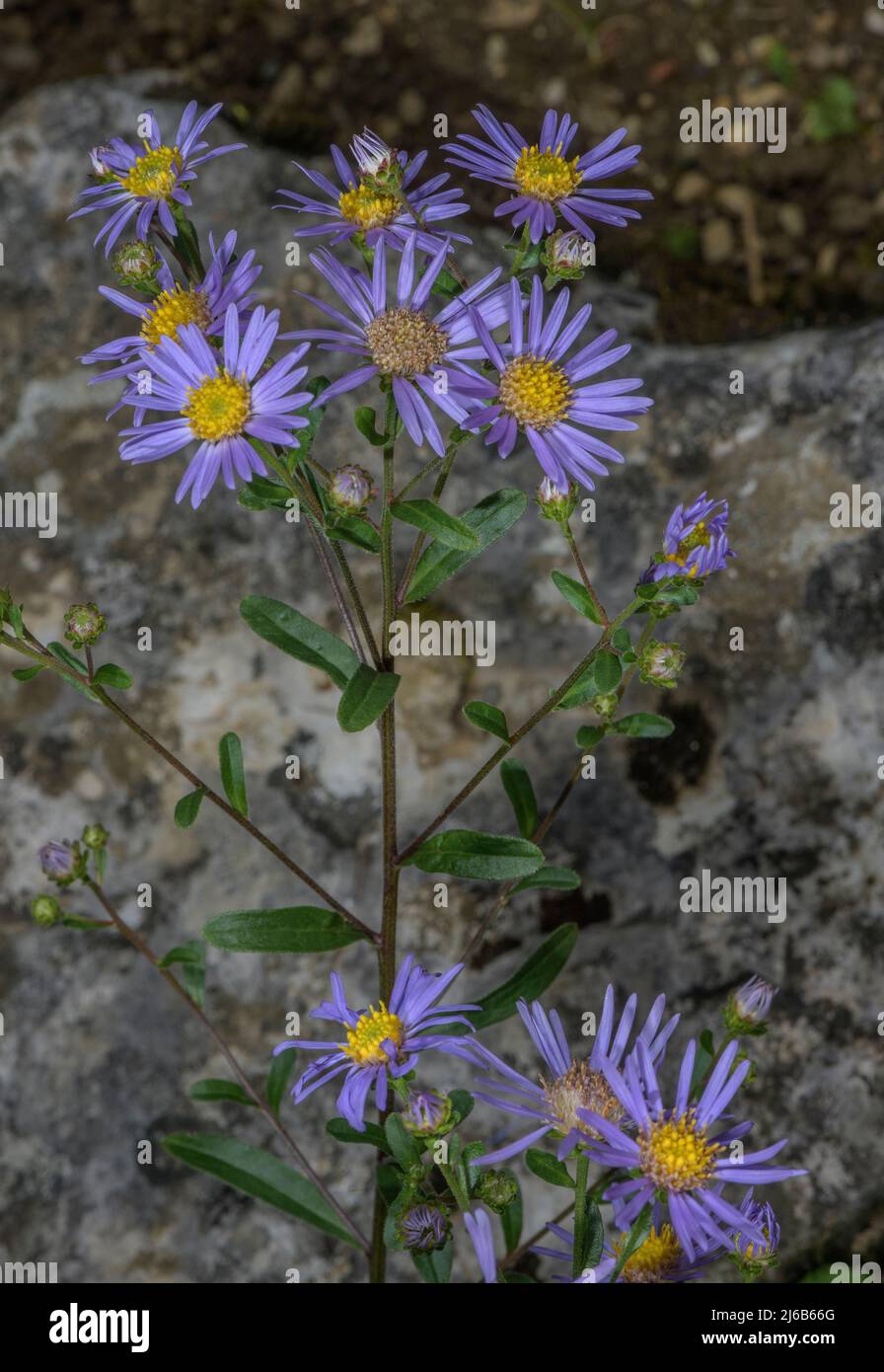 European Michaelmas daisy, Aster amellus, in flower in the Swiss Alps ...