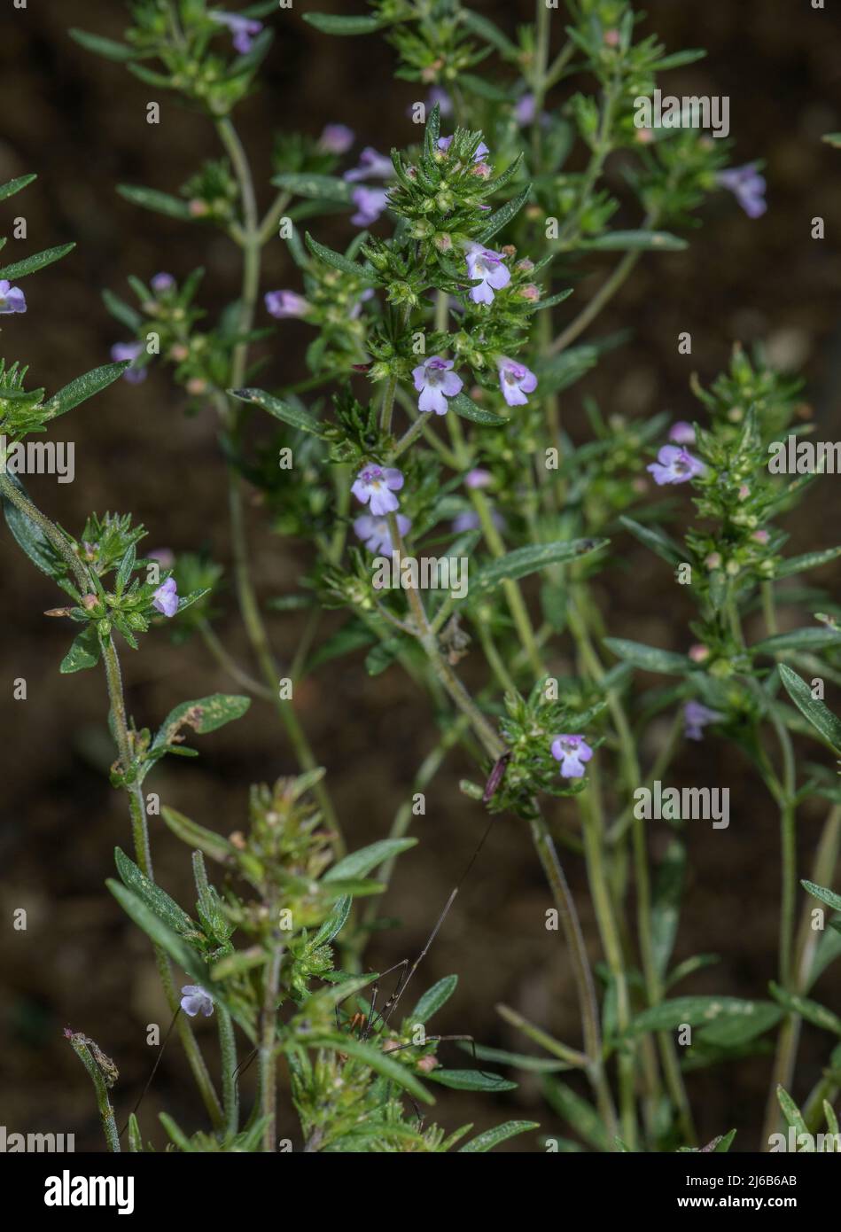 Satureja hortensis hi-res stock photography and images - Alamy