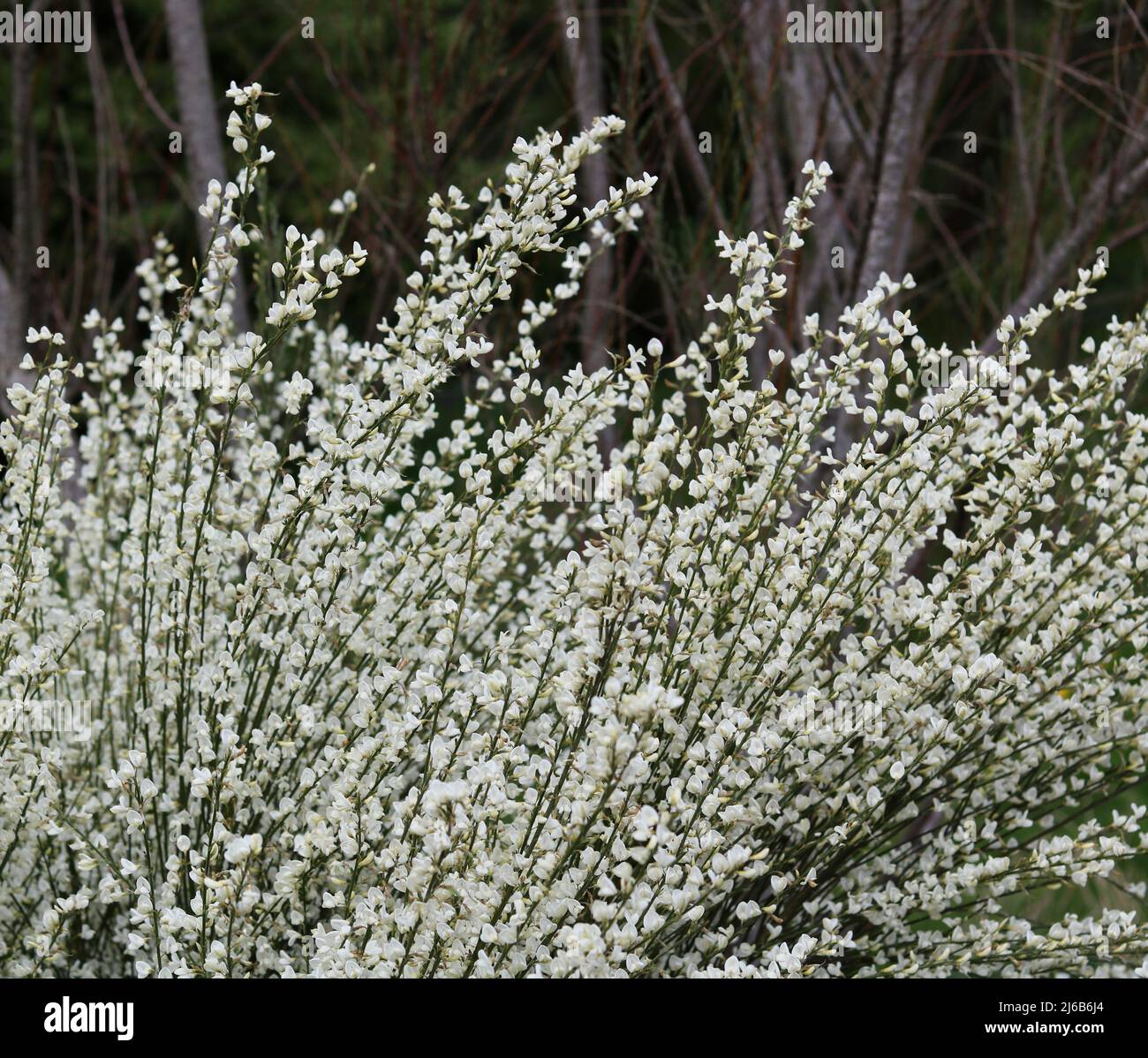 White cytisus tree hi-res stock photography and images - Alamy