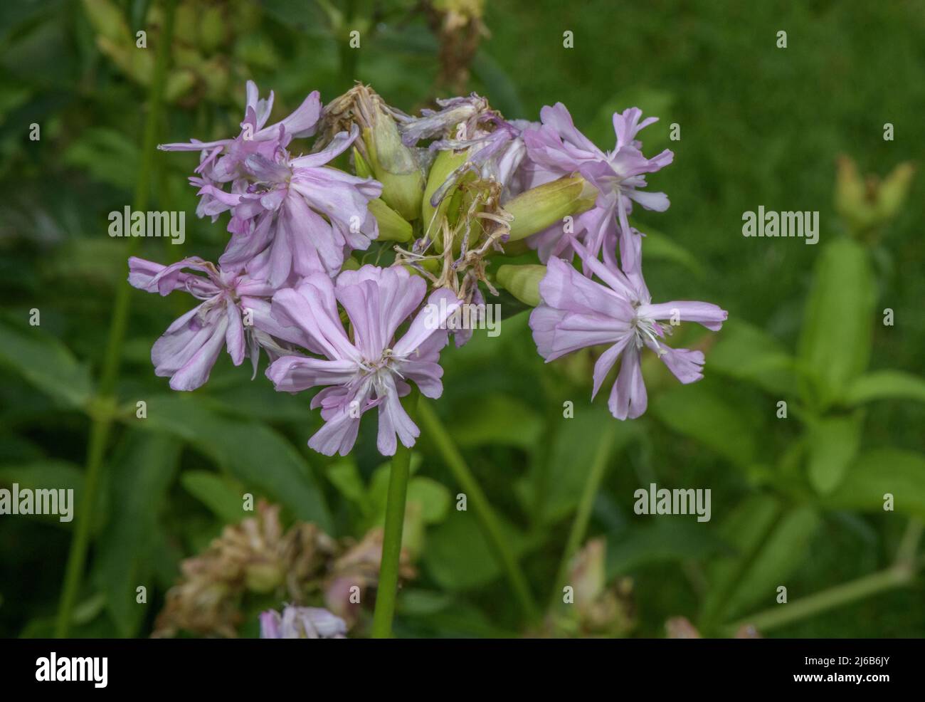 Common soapwort, Saponaria officinalis in flower on roadside verge ...