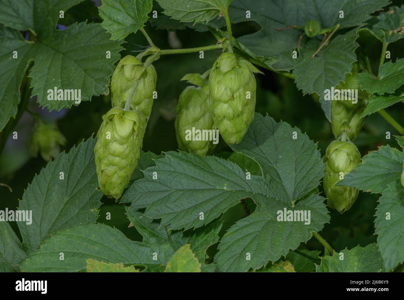 Wild Hop, Humulus lupulus, with female flowers and fruit Stock Photo ...