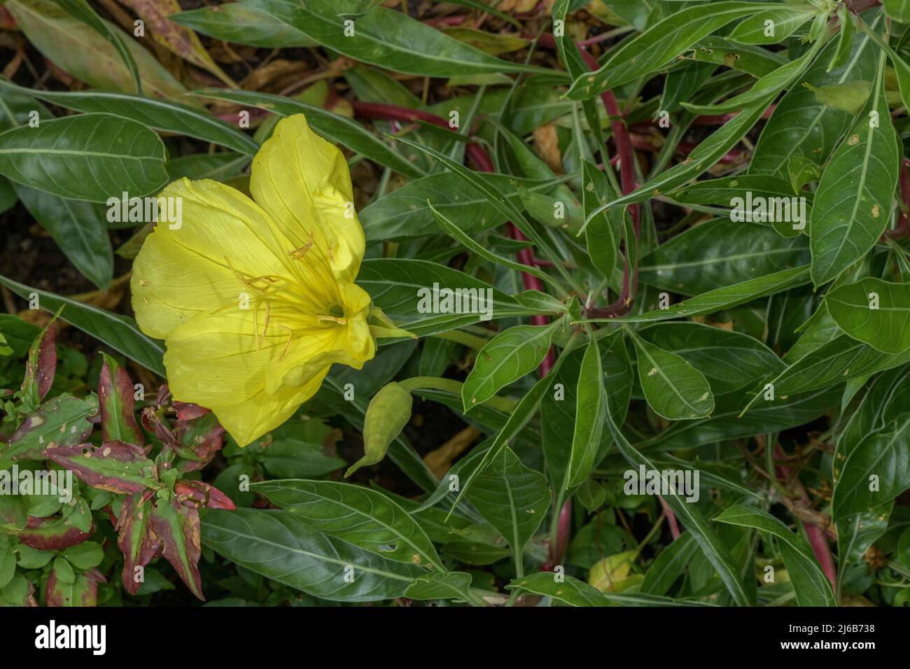 Sundrop flower hi-res stock photography and images - Alamy