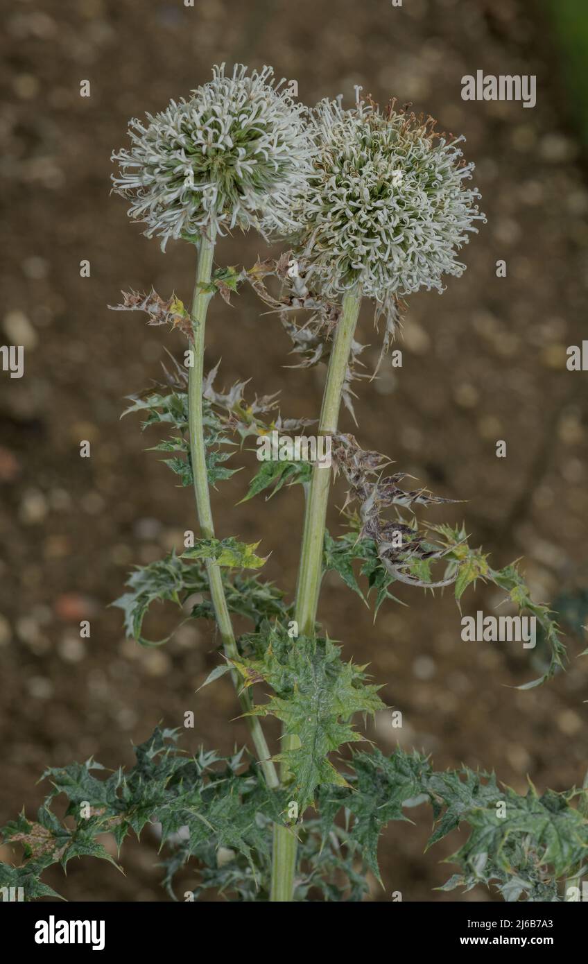 Great globe-thistle, Echinops sphaerocephalus in flower, south-east ...