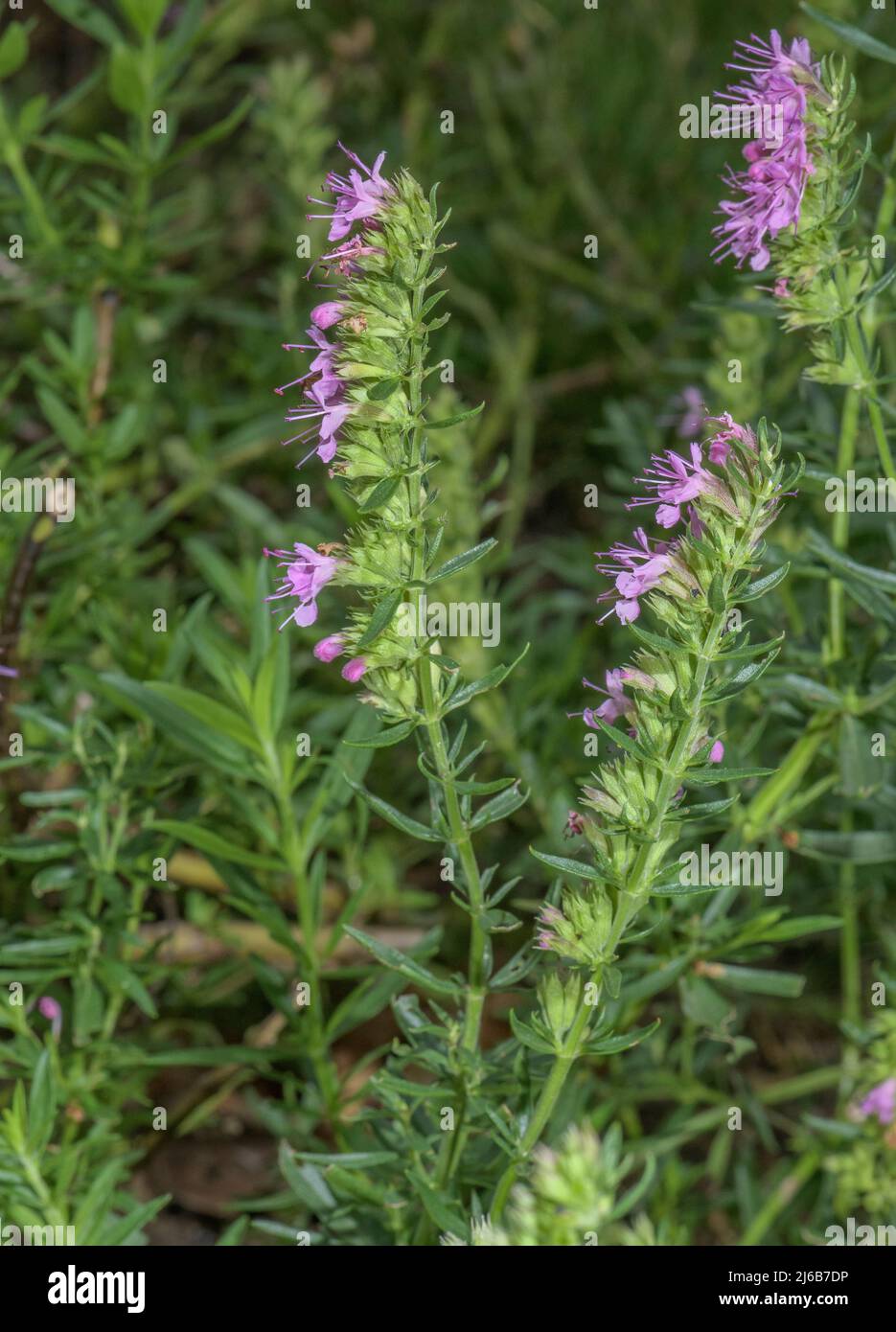 Hyssop hyssopus officinalis hi-res stock photography and images - Alamy