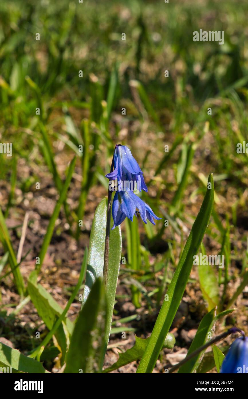 Beautiful background - blue flowers scaffolds, Scilla monanthos or ...
