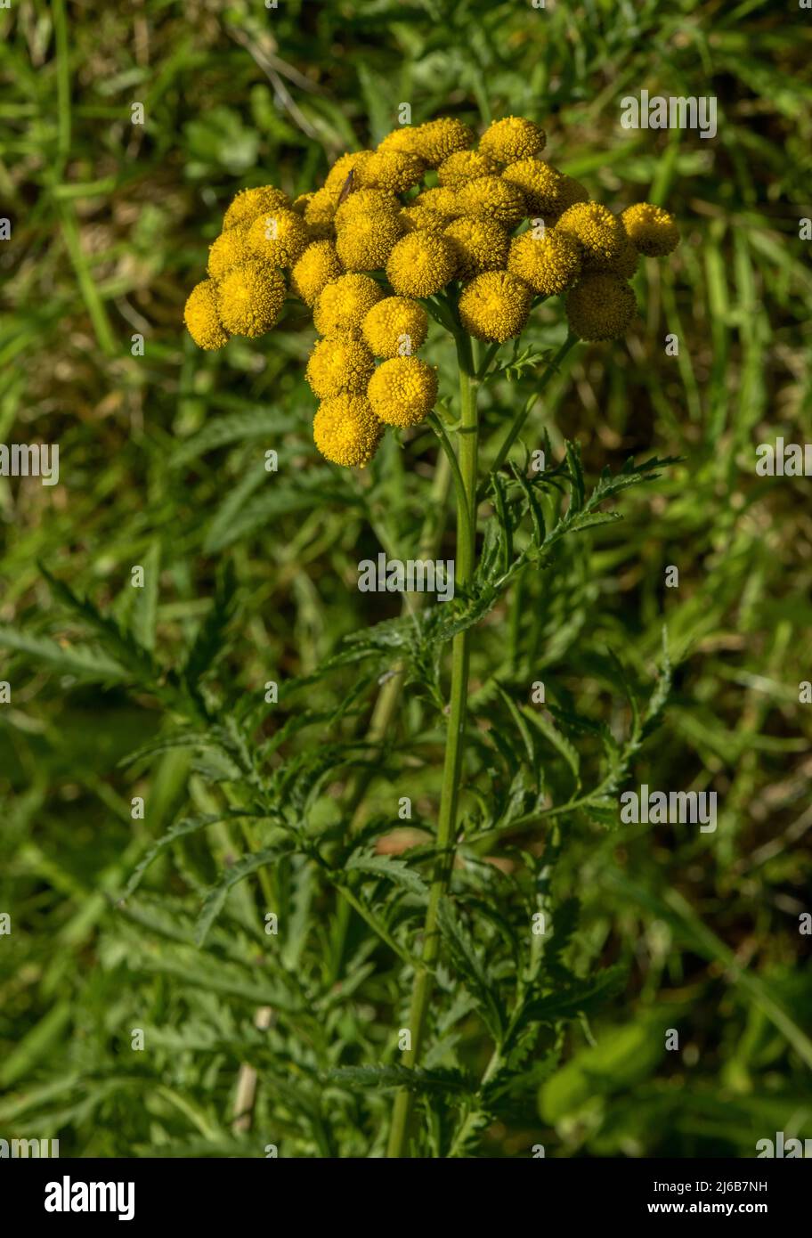 Tansy, Tanacetum vulgare, in flower on roadside verge Stock Photo - Alamy