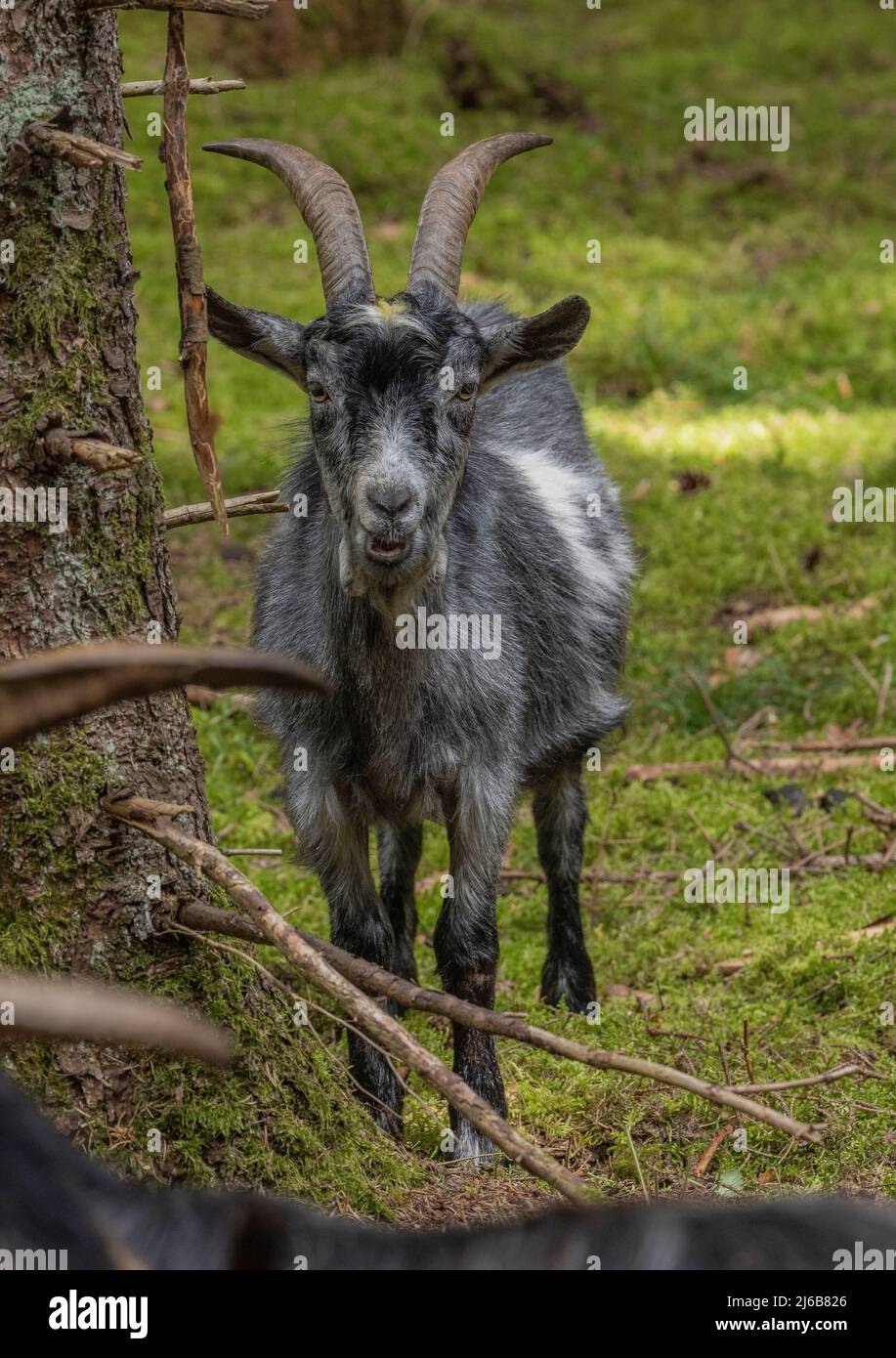 Ancient breed goats grazing orchid-rich nature reserve in Bavaria near ...