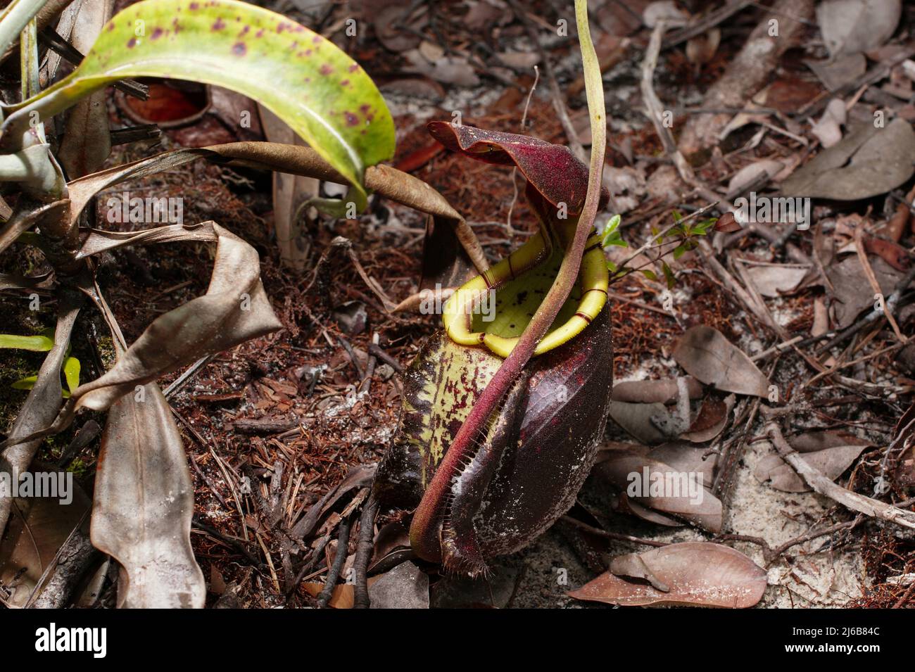 Pitcher of Nepenthes rafflesiana, a carnivorous pitcher plant, Sarawak ...