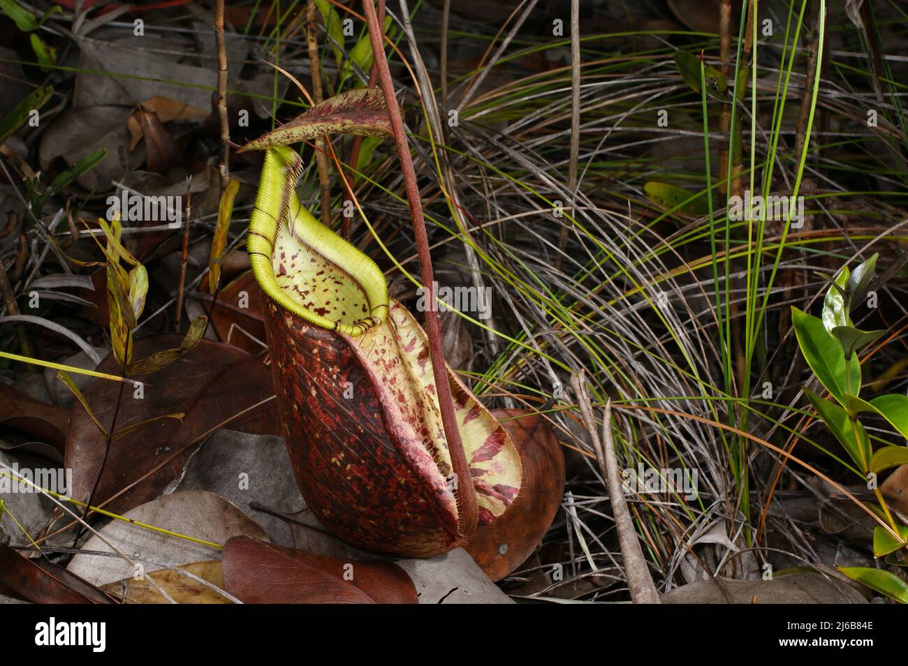Pitcher of Nepenthes rafflesiana, a carnivorous pitcher plant, Sarawak ...