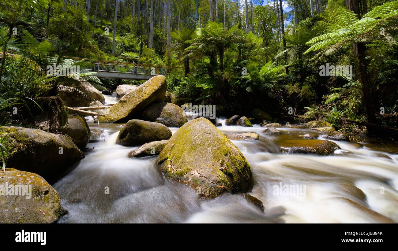 Walkway over the Toorongo River leads through a rainforest to the base ...