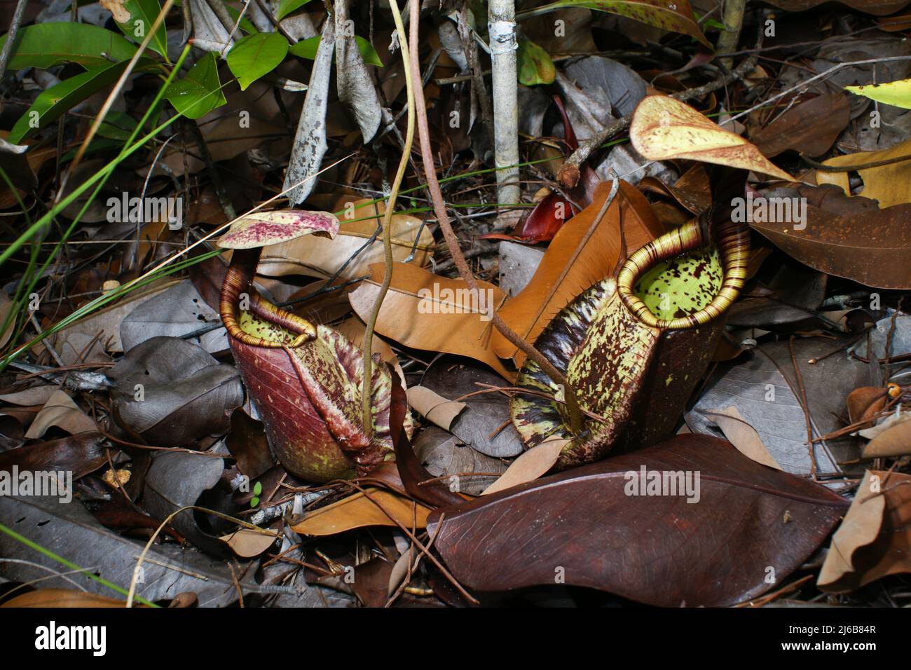 Two pitchers of Nepenthes rafflesiana, a carnivorous pitcher plant ...