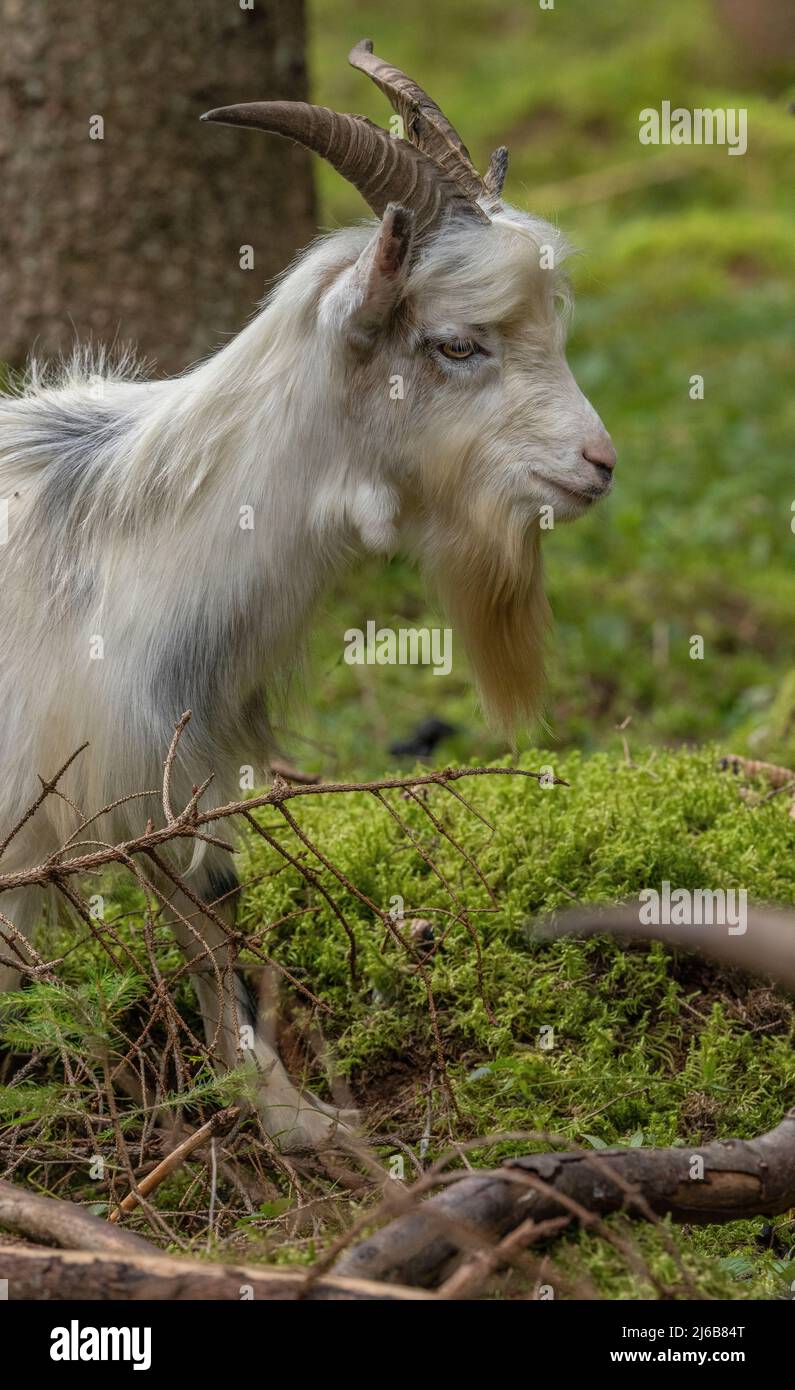 Ancient breed goats grazing orchid-rich nature reserve in Bavaria near ...