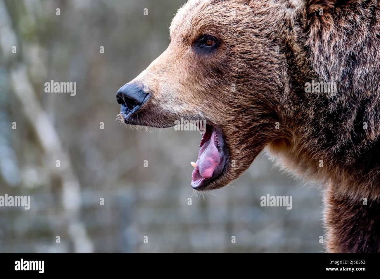 Brown bear in spring hi-res stock photography and images - Alamy