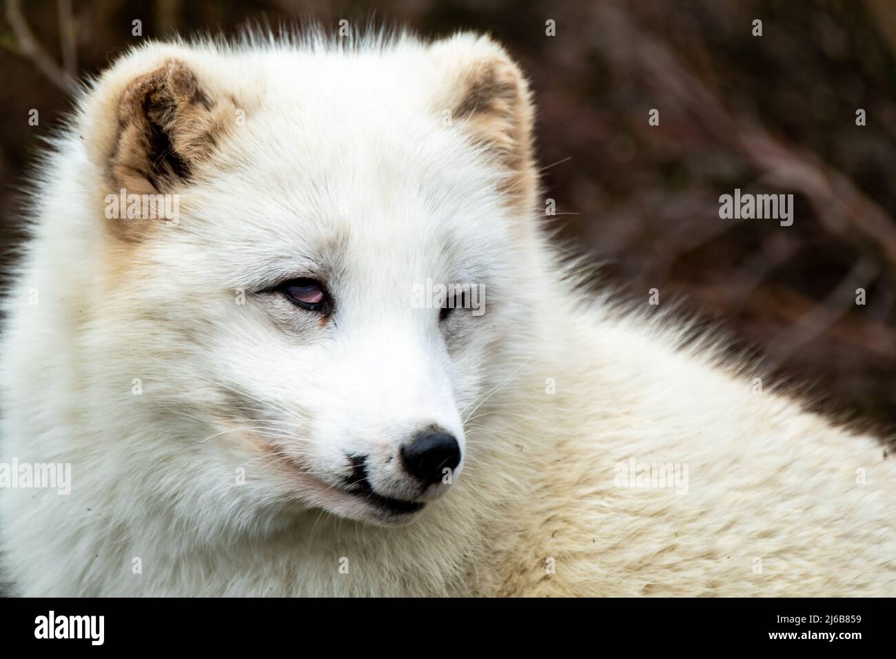 White arctic fox resting in the wilderness Stock Photo - Alamy