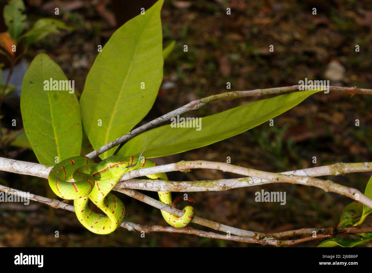 Male Wagler's Pit Viper (Tropidolaemus wagleri), a venomous snake ...