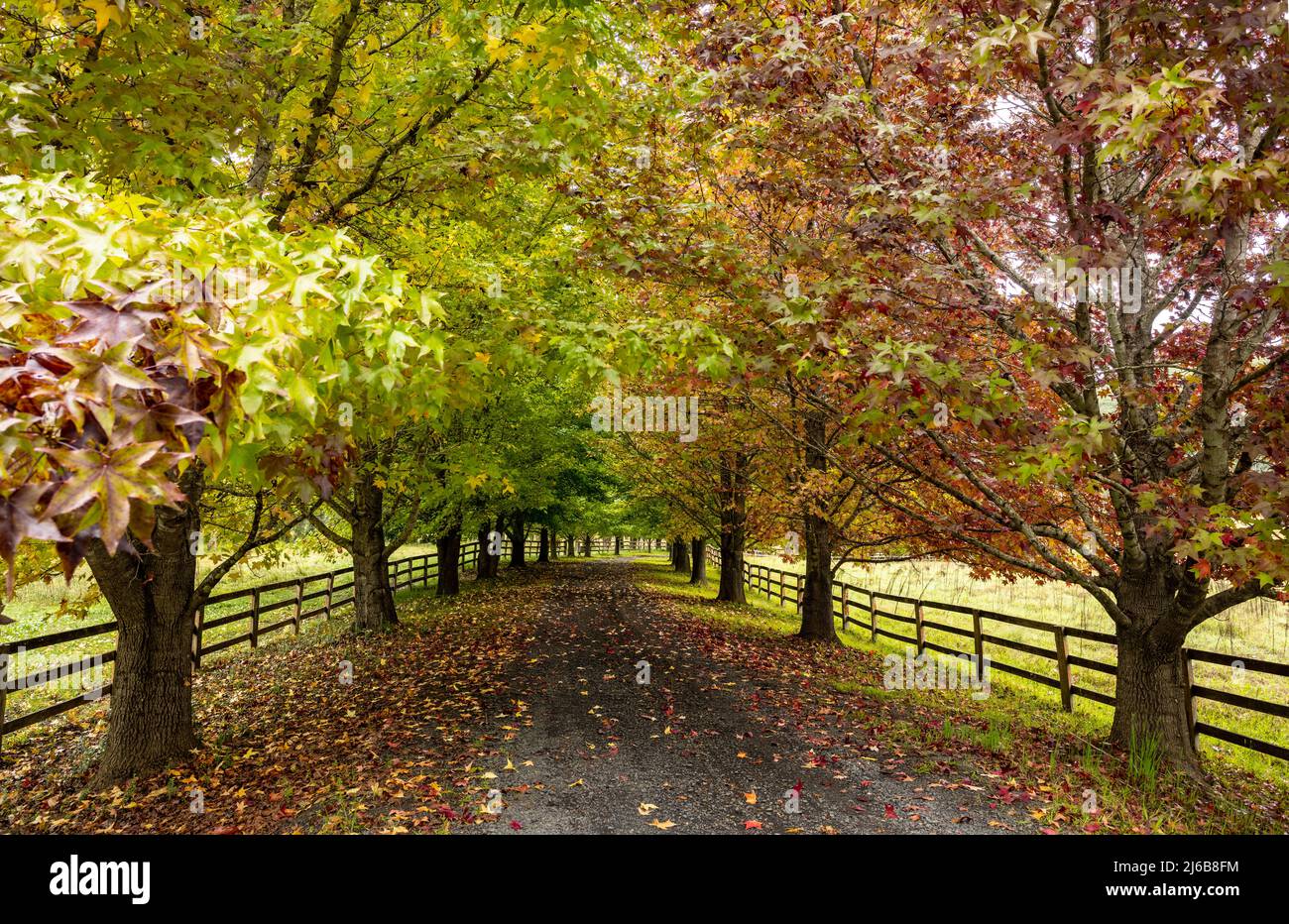 Spectacular water droplets on flowers and leaves Stock Photo - Alamy