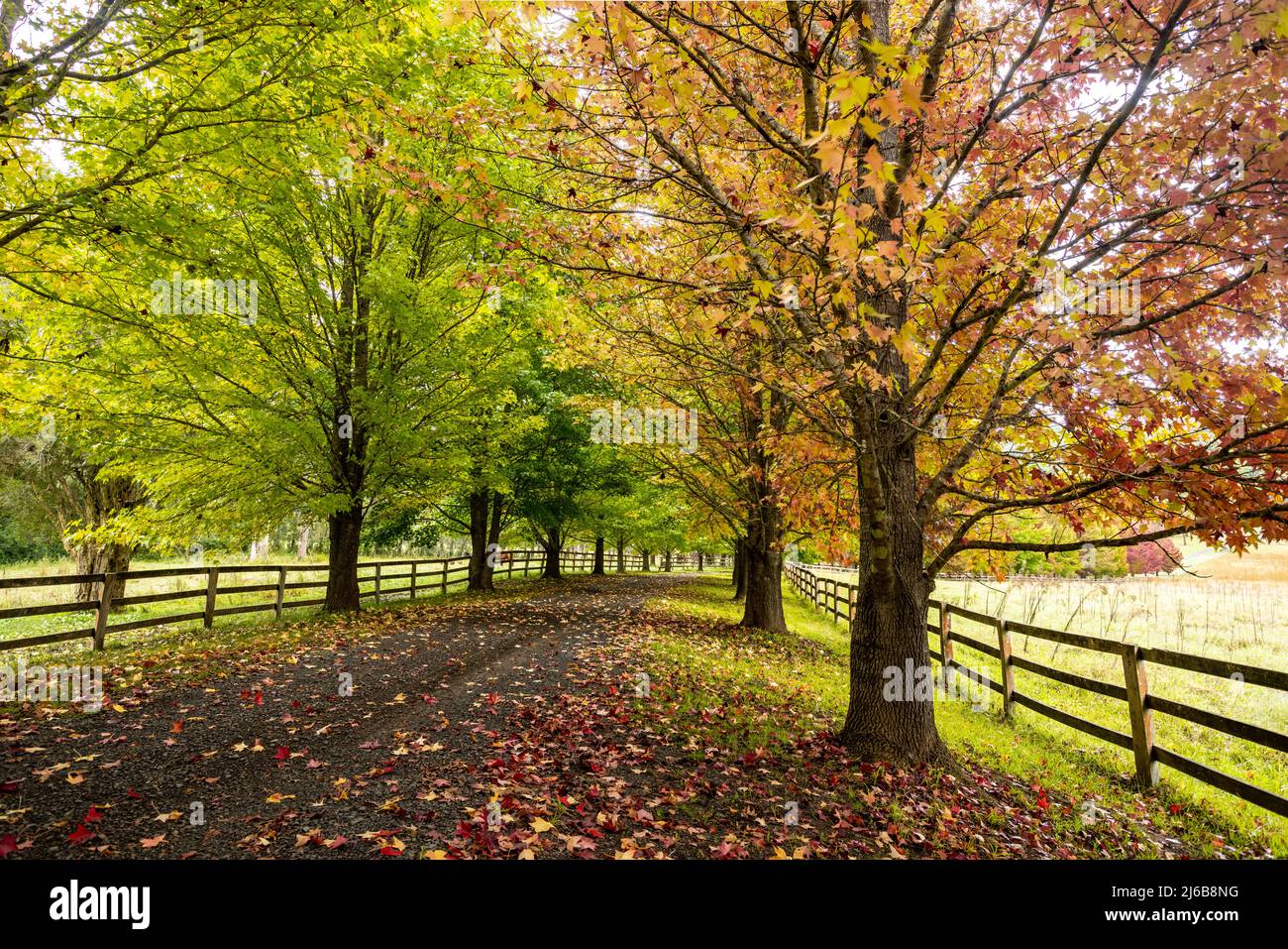 Spectacular water droplets on flowers and leaves Stock Photo - Alamy