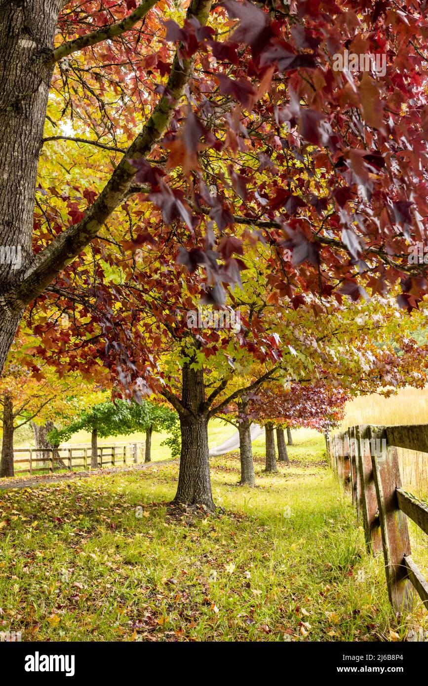 Spectacular water droplets on flowers and leaves Stock Photo - Alamy