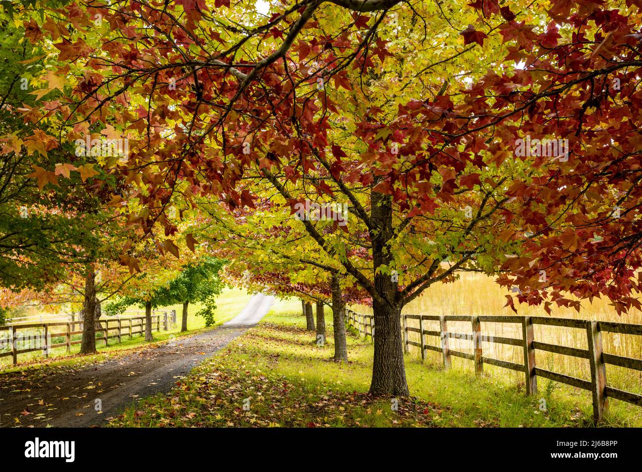 Spectacular water droplets on flowers and leaves Stock Photo - Alamy