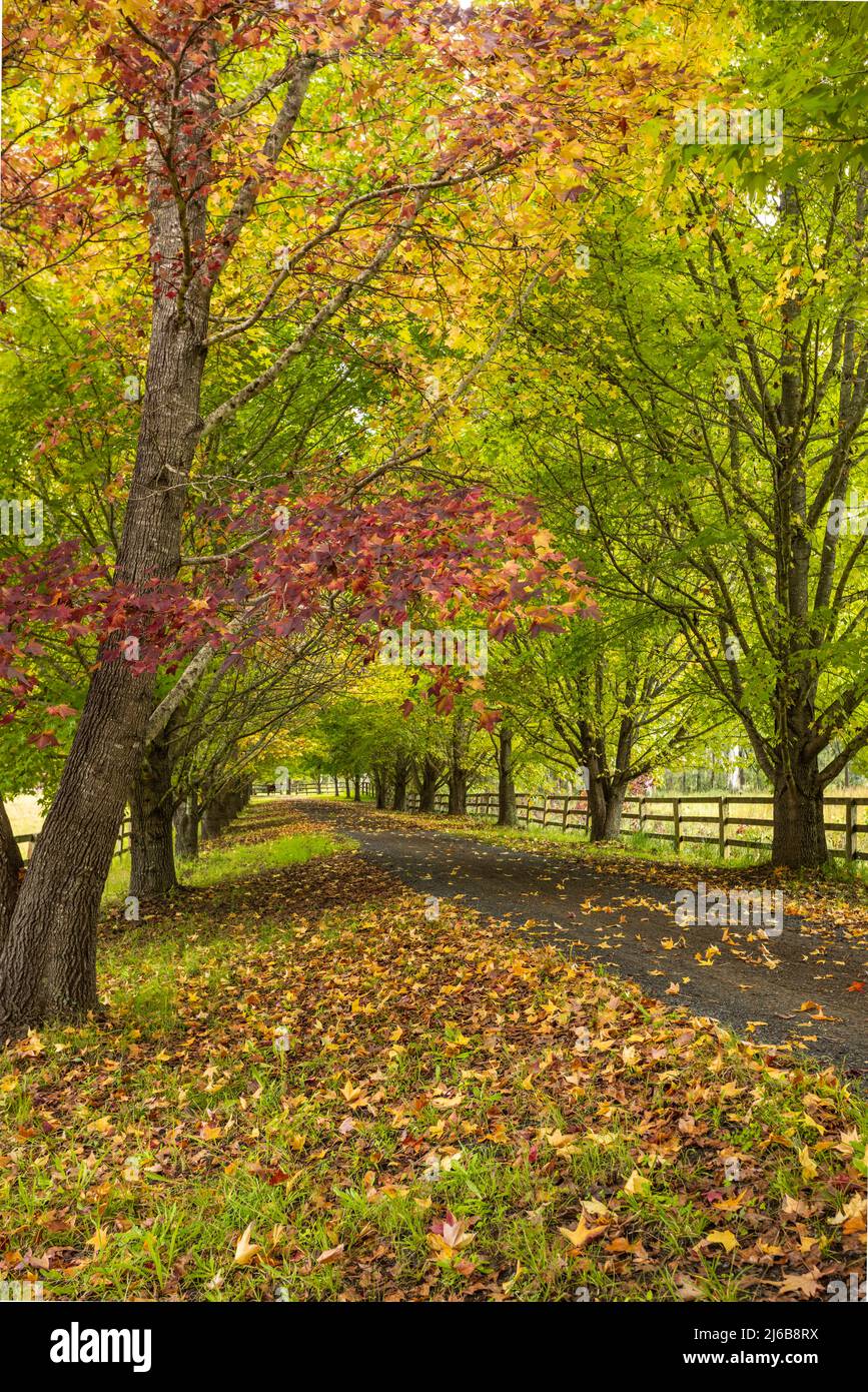 Spectacular water droplets on flowers and leaves Stock Photo - Alamy